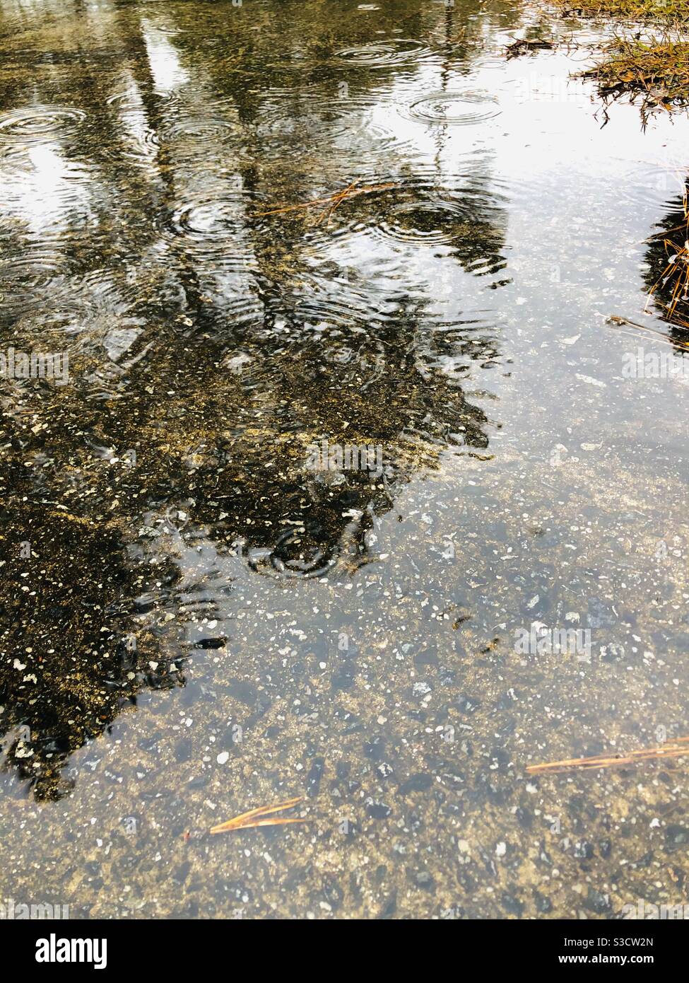 Light rain falling on pool of water on driveway reflecting pine trees ...