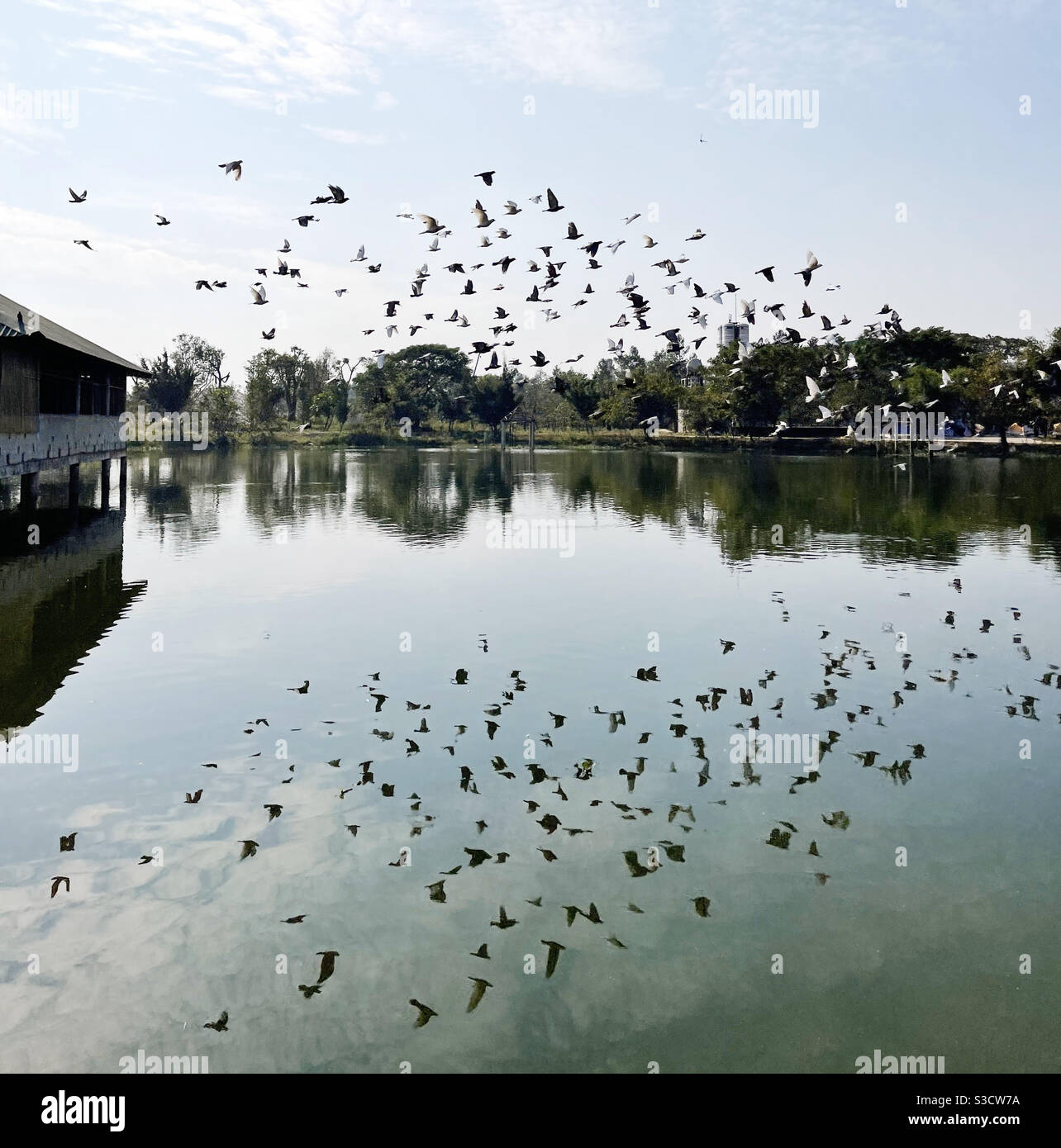 Dove shadow hi-res stock photography and images - Alamy