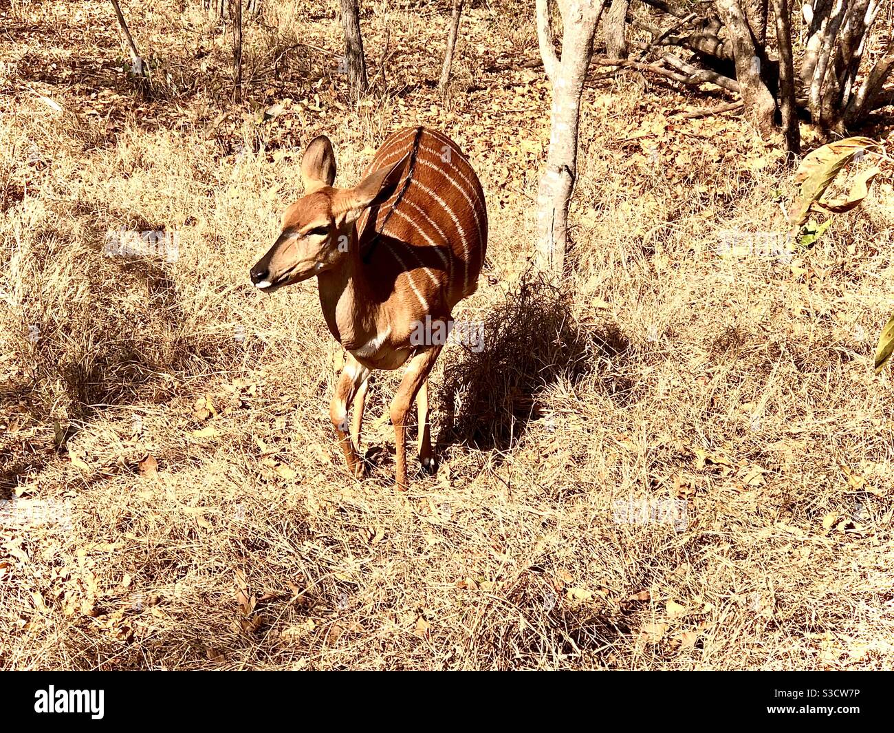 Bongo africa hi-res stock photography and images - Alamy