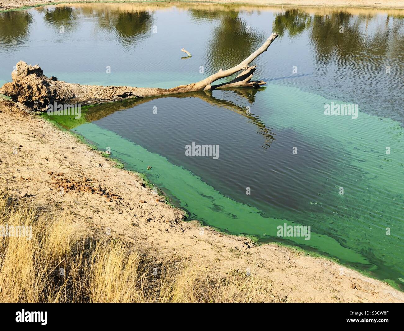 Blue green algae dead hi-res stock photography and images - Alamy