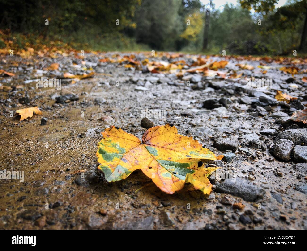 Yellow autumn leaf fallen on the ground Stock Photo - Alamy