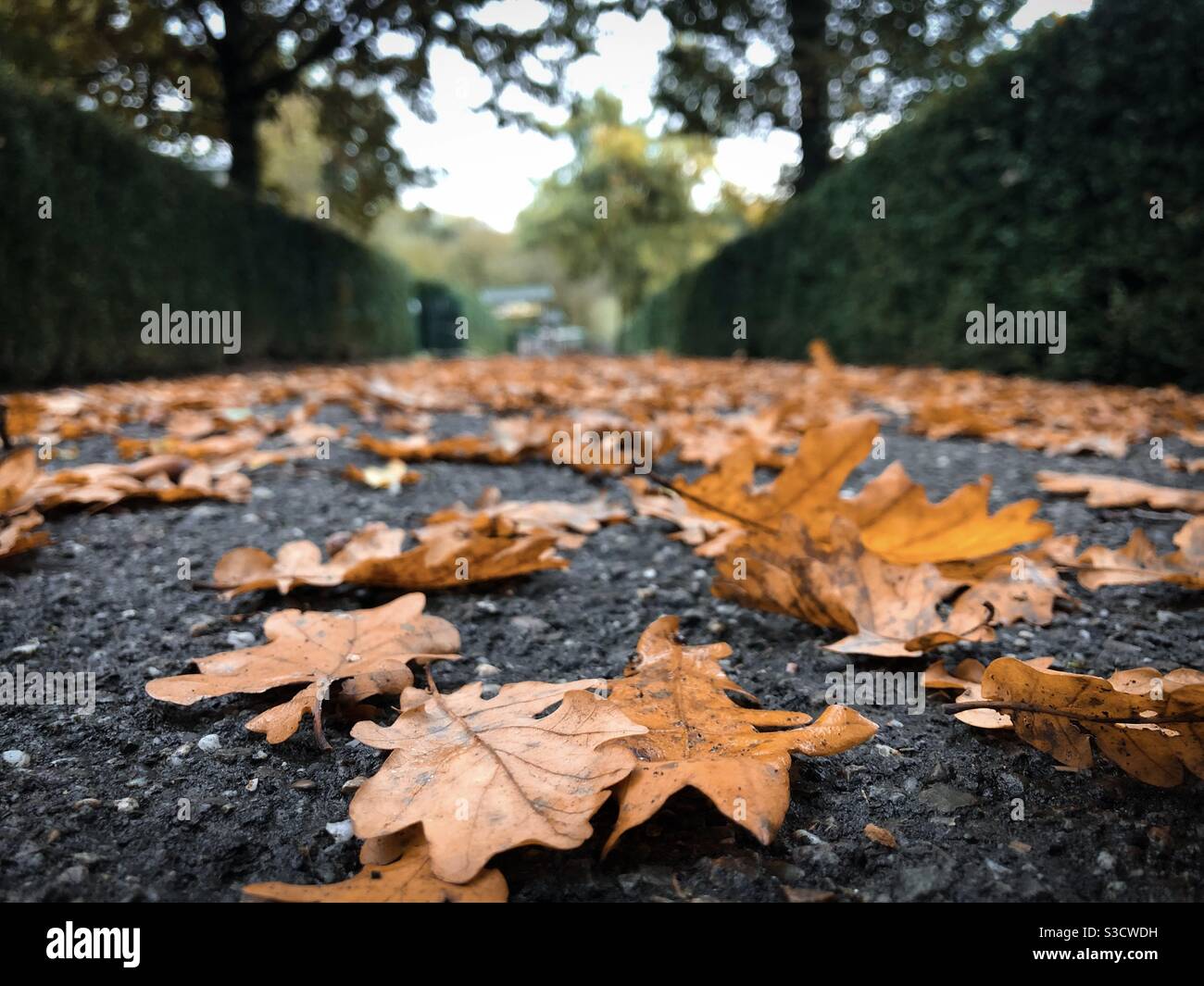 Brown oak leaves fallen on the ground Stock Photo - Alamy
