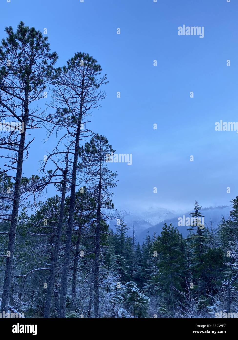 Dusk in the forest Stock Photo - Alamy