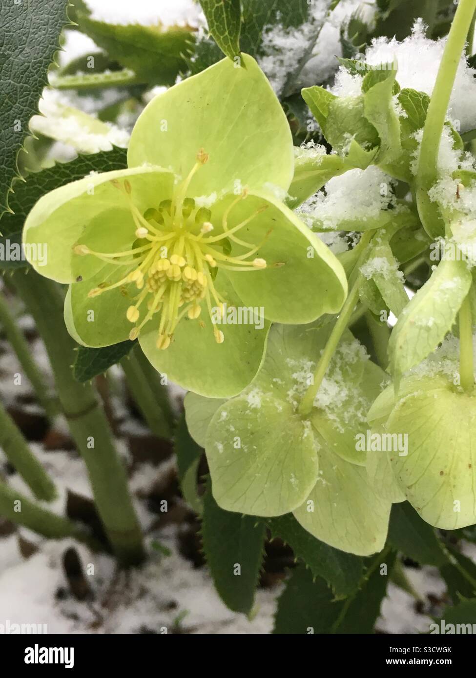 Hellebores snow hi-res stock photography and images - Alamy