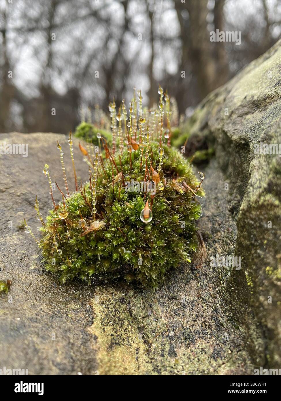Moss on water hi-res stock photography and images - Alamy