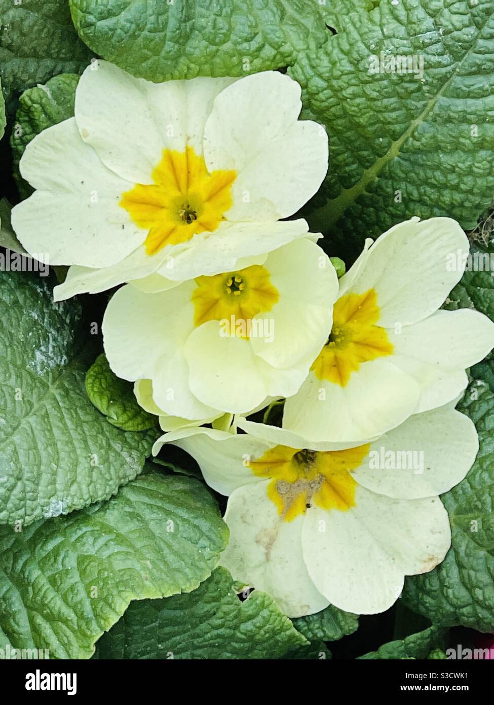 White primrose flowers hi-res stock photography and images - Alamy