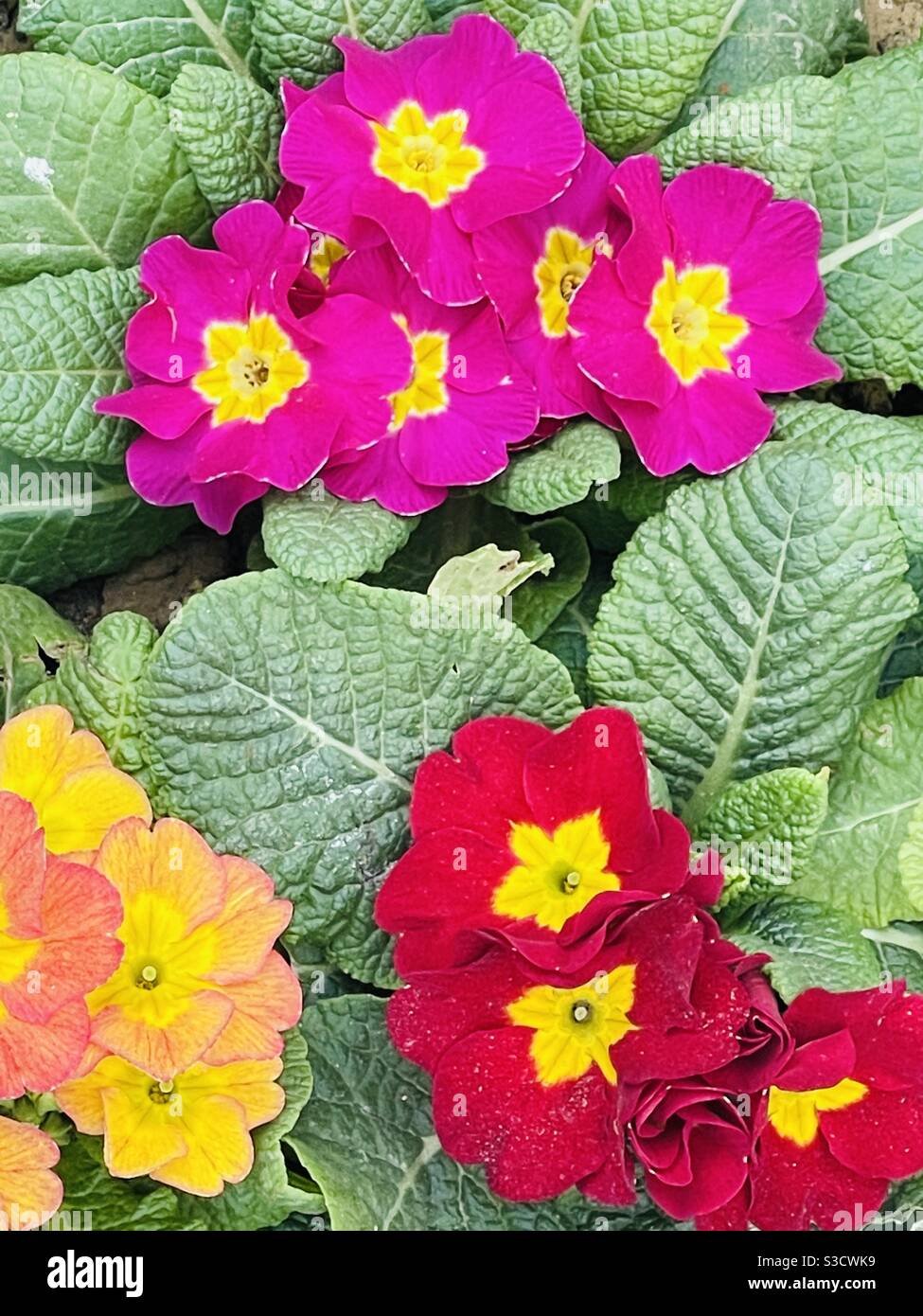 Primrose flowers primula vulgaris hi-res stock photography and images ...