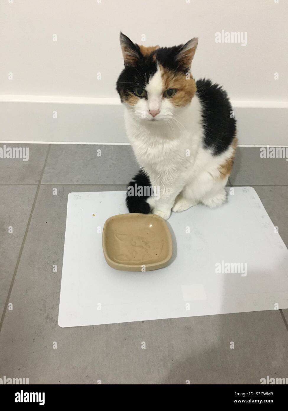 Hungry cat next to empty bowl hi-res stock photography and images - Alamy