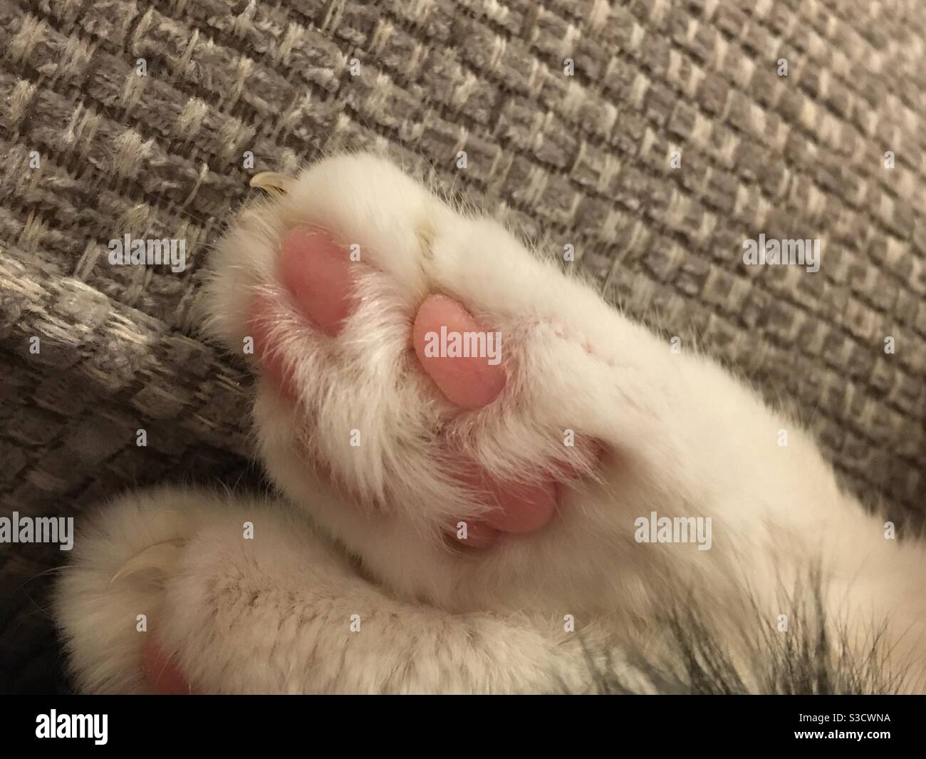 Paw Pads High Resolution Stock Photography and Images - Alamy
