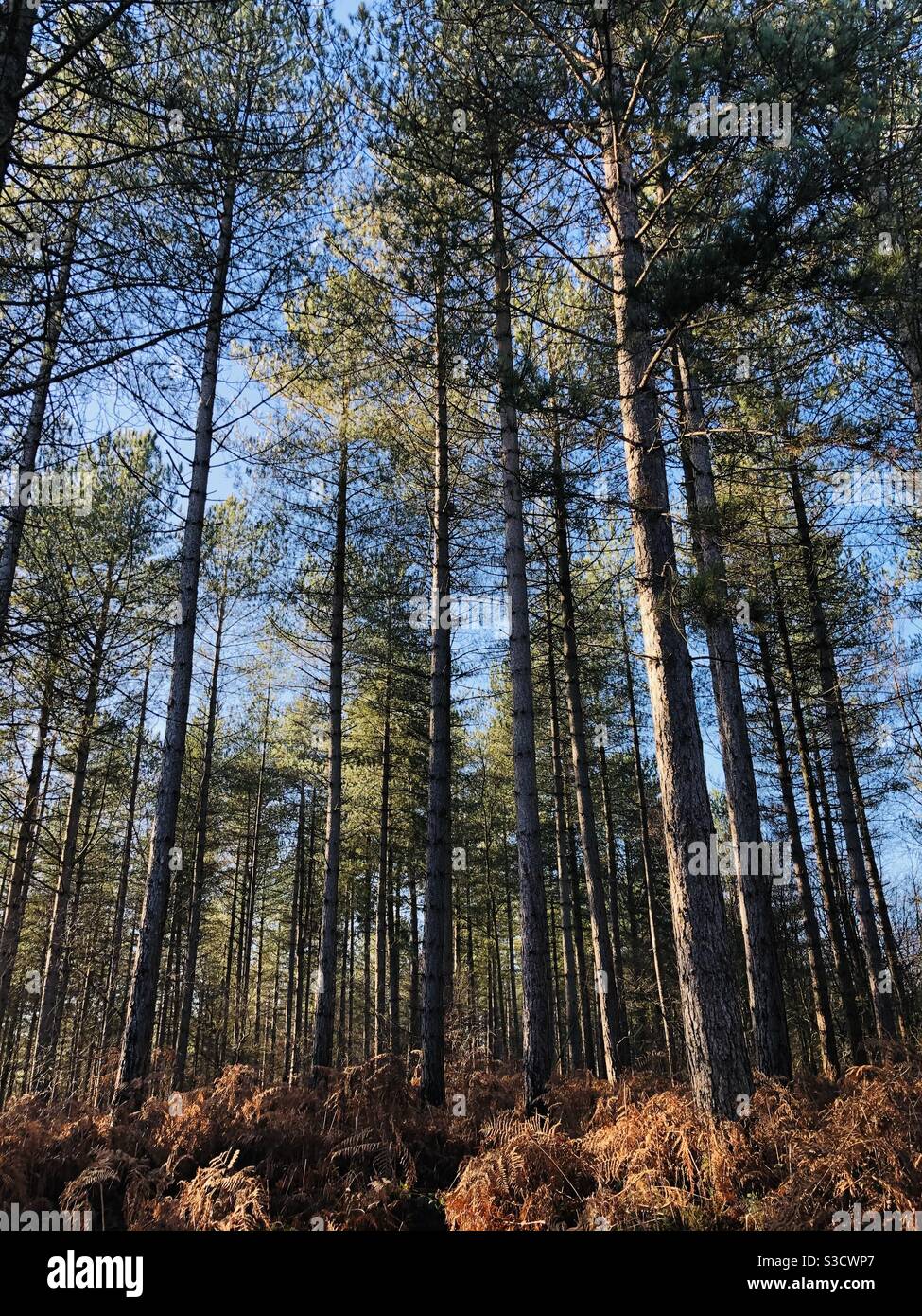 Trees in wood Stock Photo - Alamy