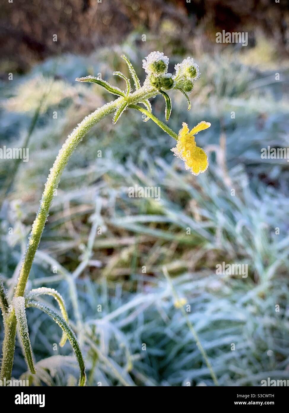 On freezing january morning hi-res stock photography and images - Alamy