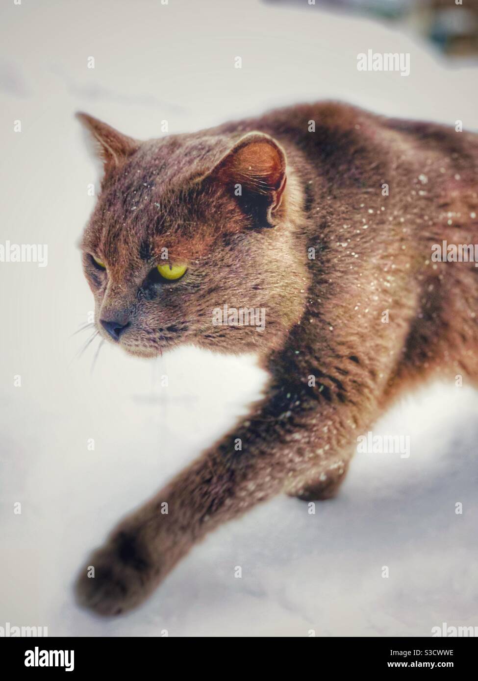 Cat is going hi-res stock photography and images - Alamy