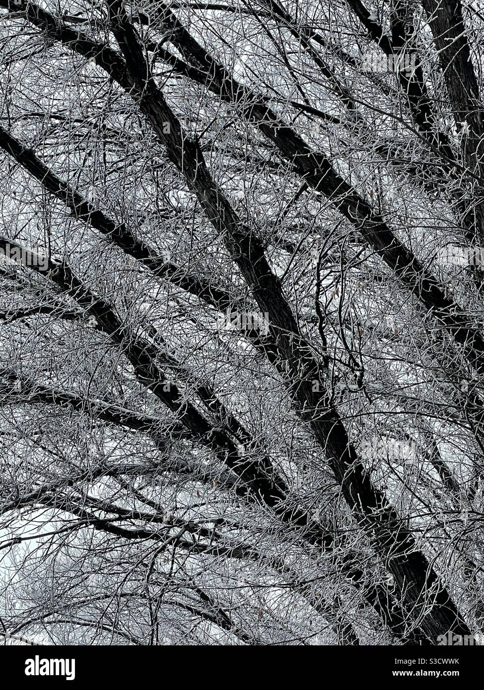 Frost and trees hi-res stock photography and images - Alamy