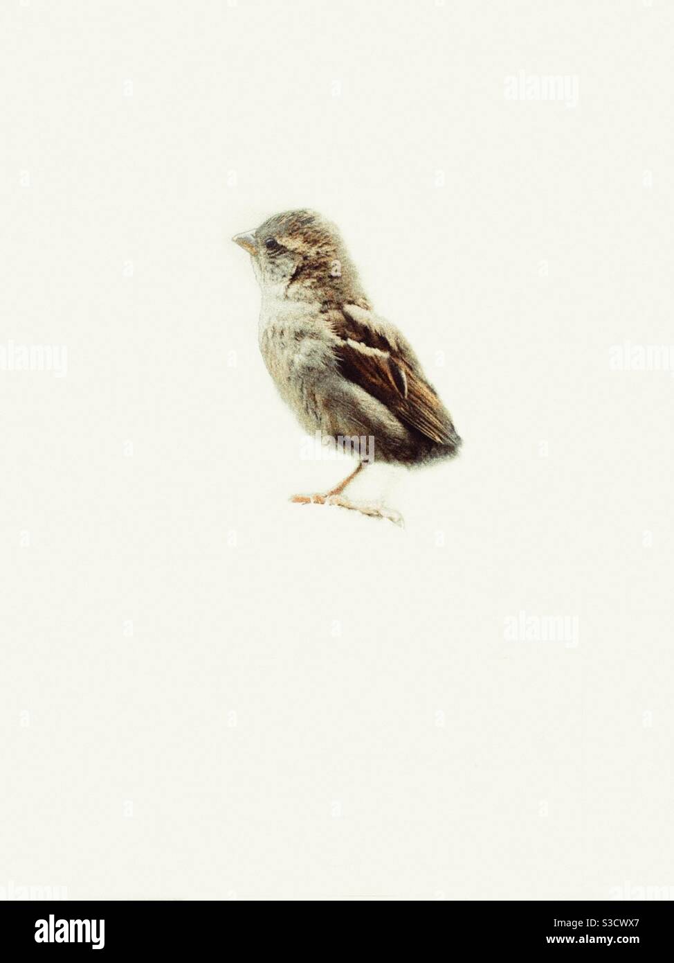 Baby sparrow hi-res stock photography and images - Alamy