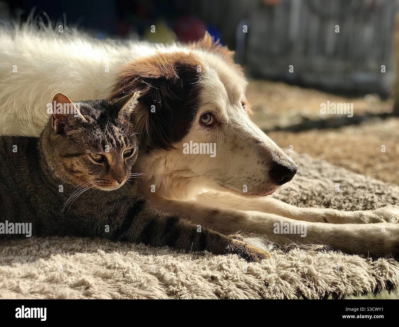 Old dog cat hi-res stock photography and images - Alamy