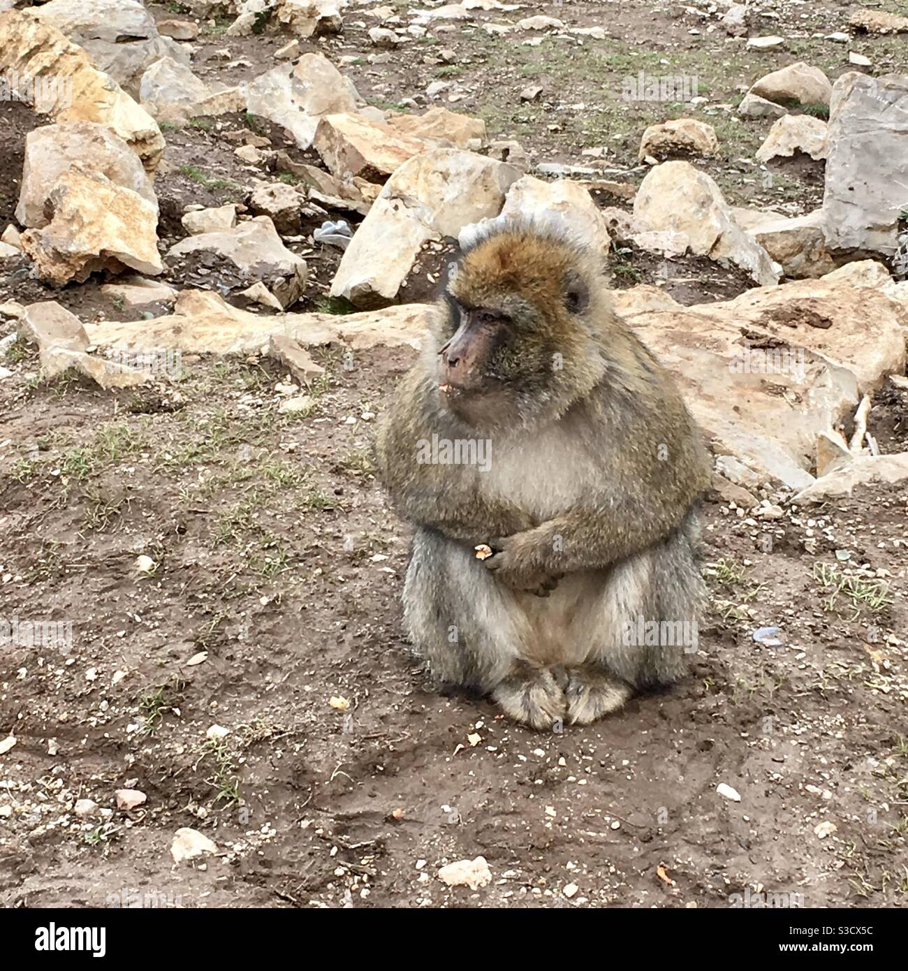 Wildlife snacking hi-res stock photography and images - Alamy