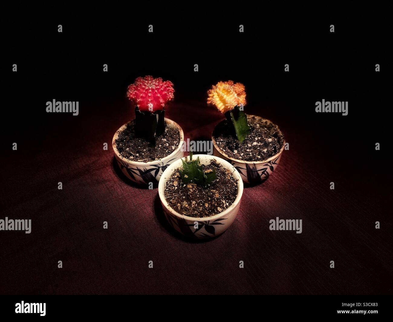 Cacti still life hi-res stock photography and images - Alamy