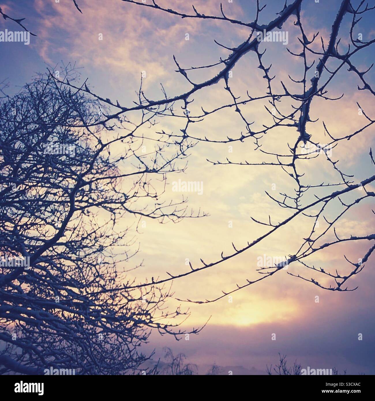 A photograph of a vibrant sunrise through tree branches after heavy ...