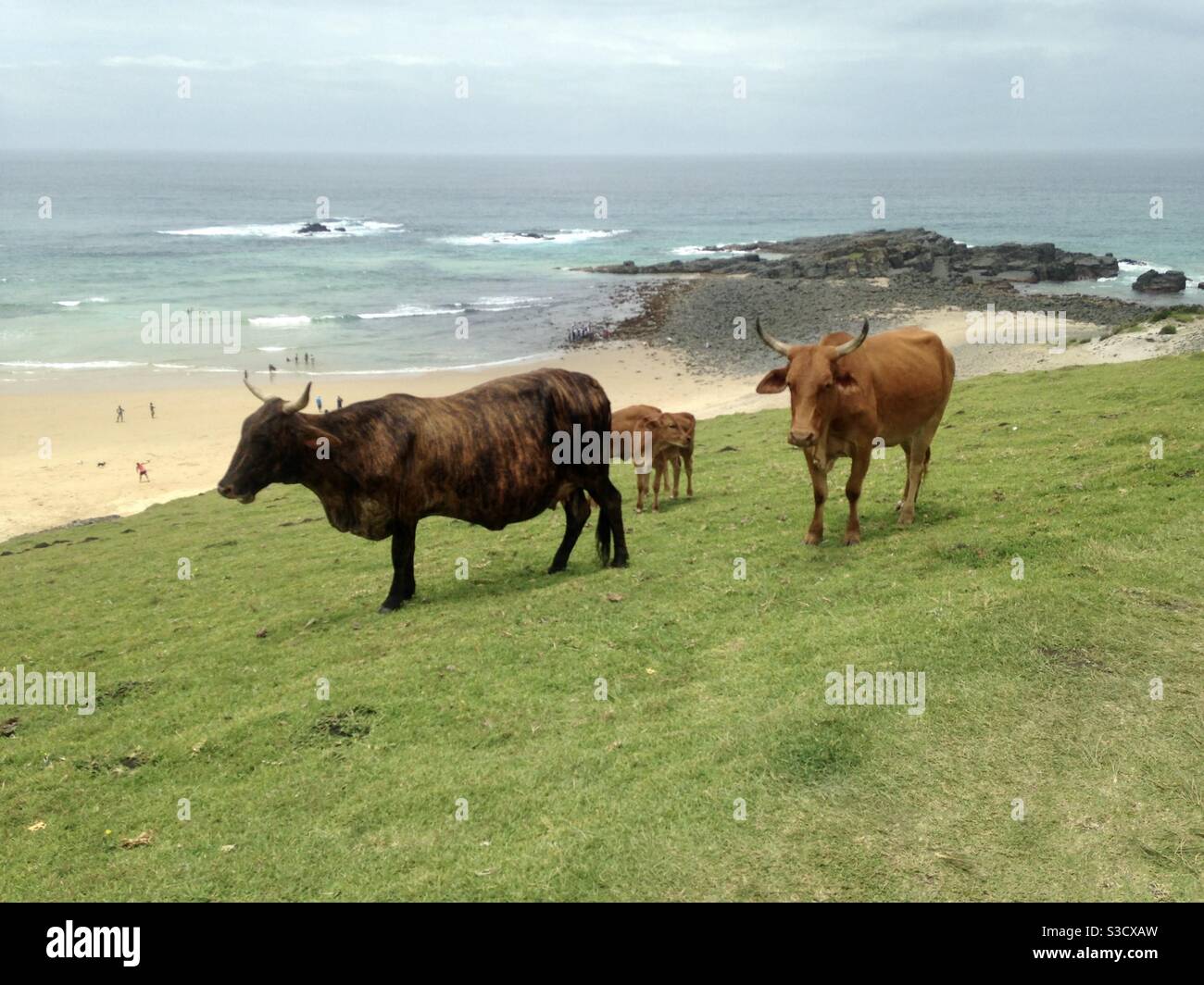 Cow on hill hi-res stock photography and images - Alamy