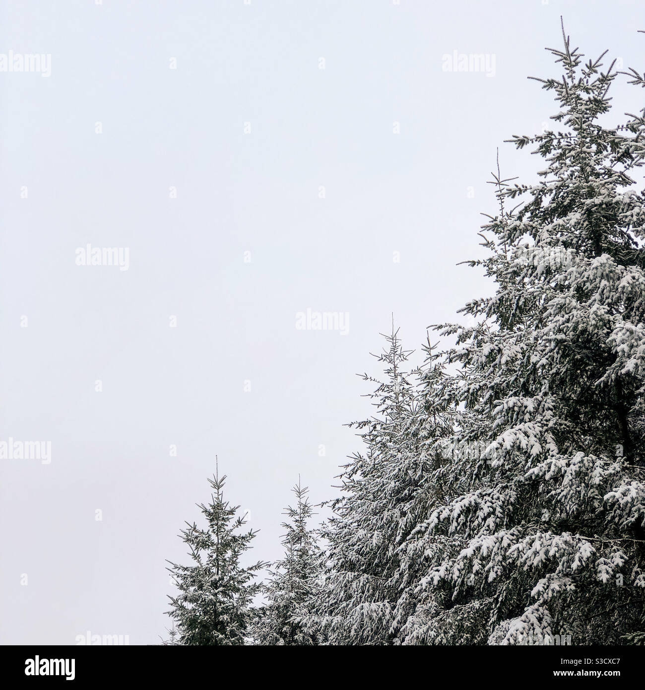 Snow tree tops hi-res stock photography and images - Alamy