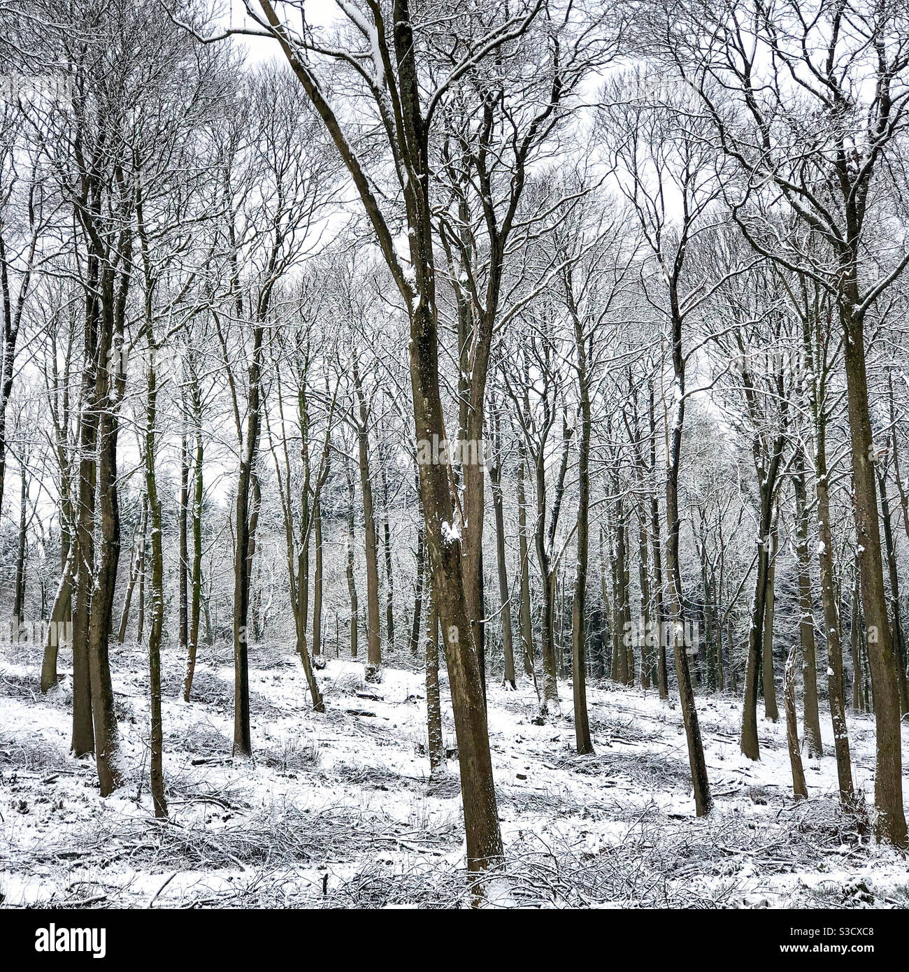 Trees pattern in forest hi-res stock photography and images - Alamy