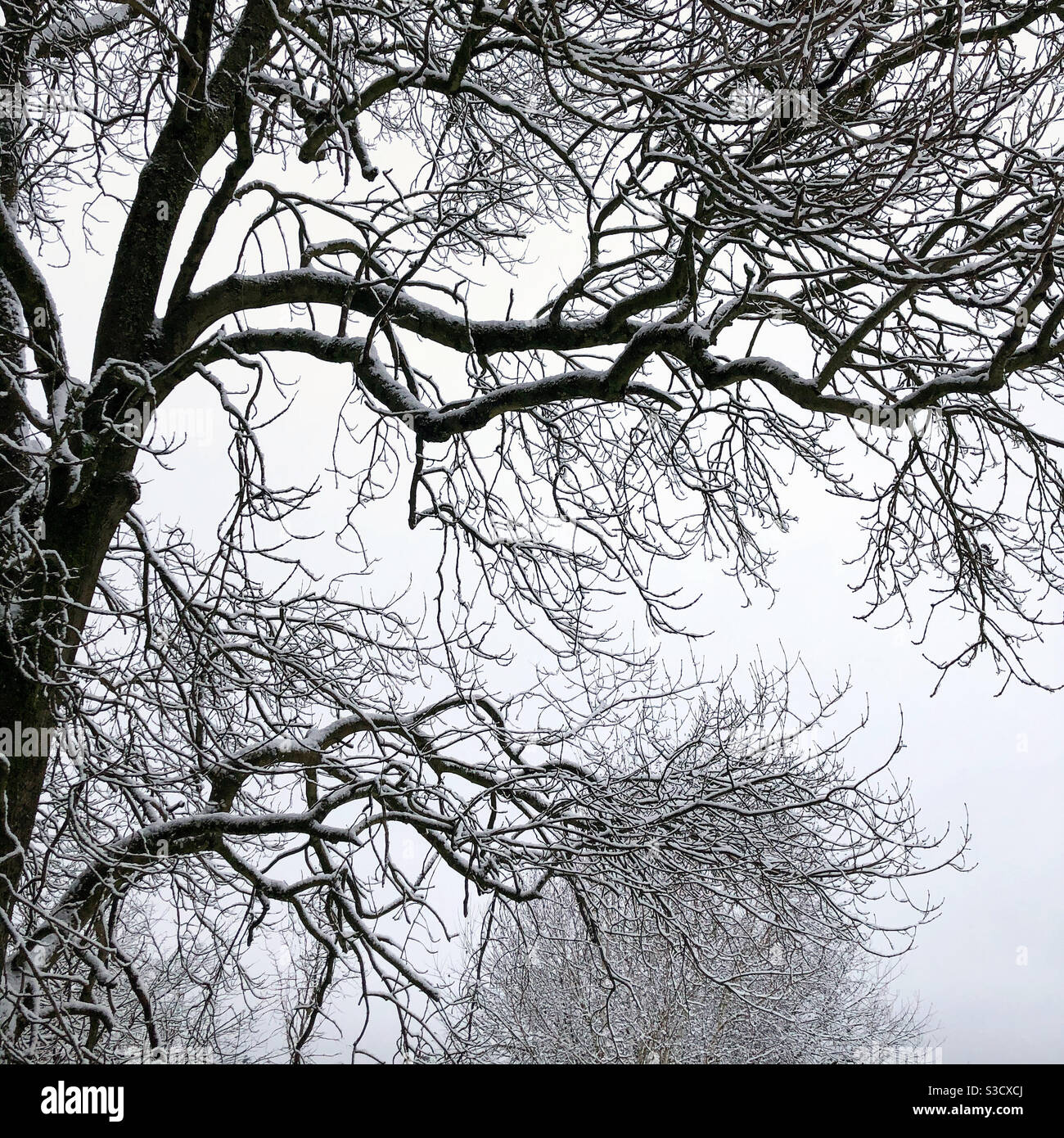 Tree graphic hi-res stock photography and images - Alamy