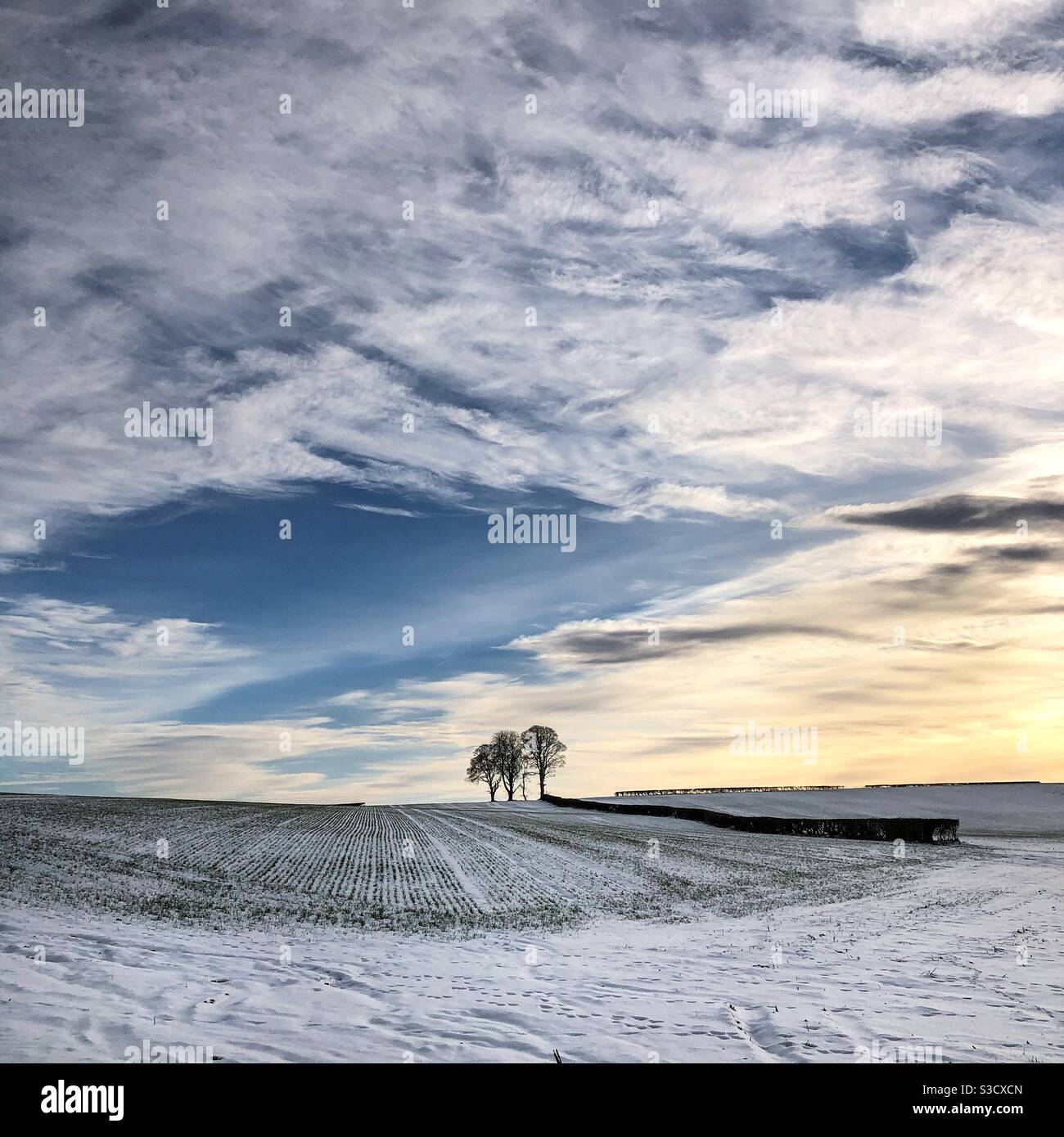 Trees in the distance Stock Photo - Alamy