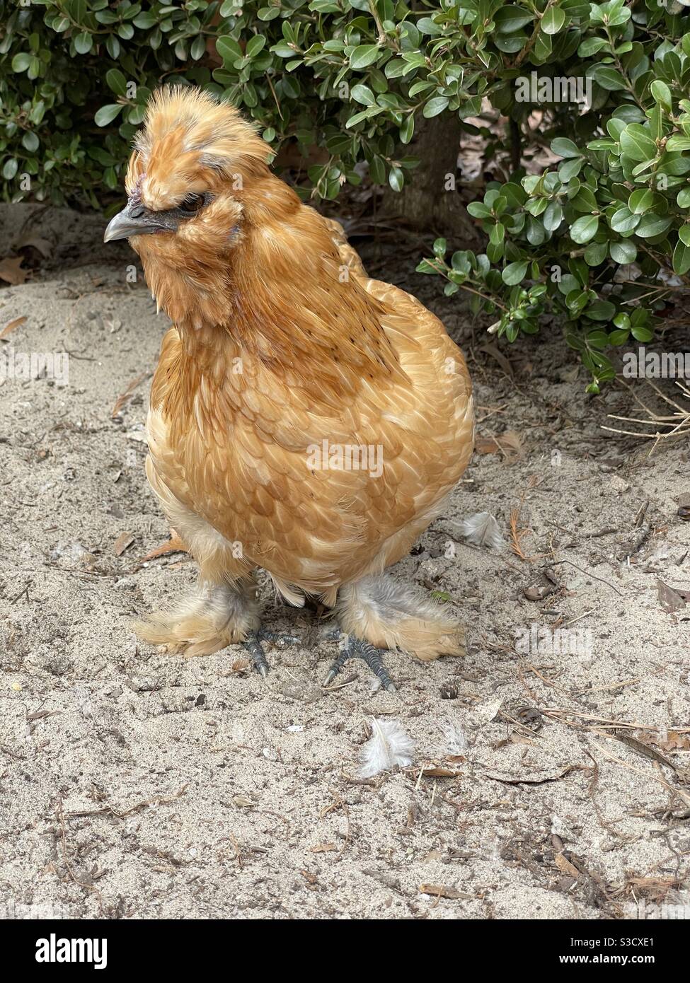 Ornamental exotic breed orange chicken Stock Photo - Alamy