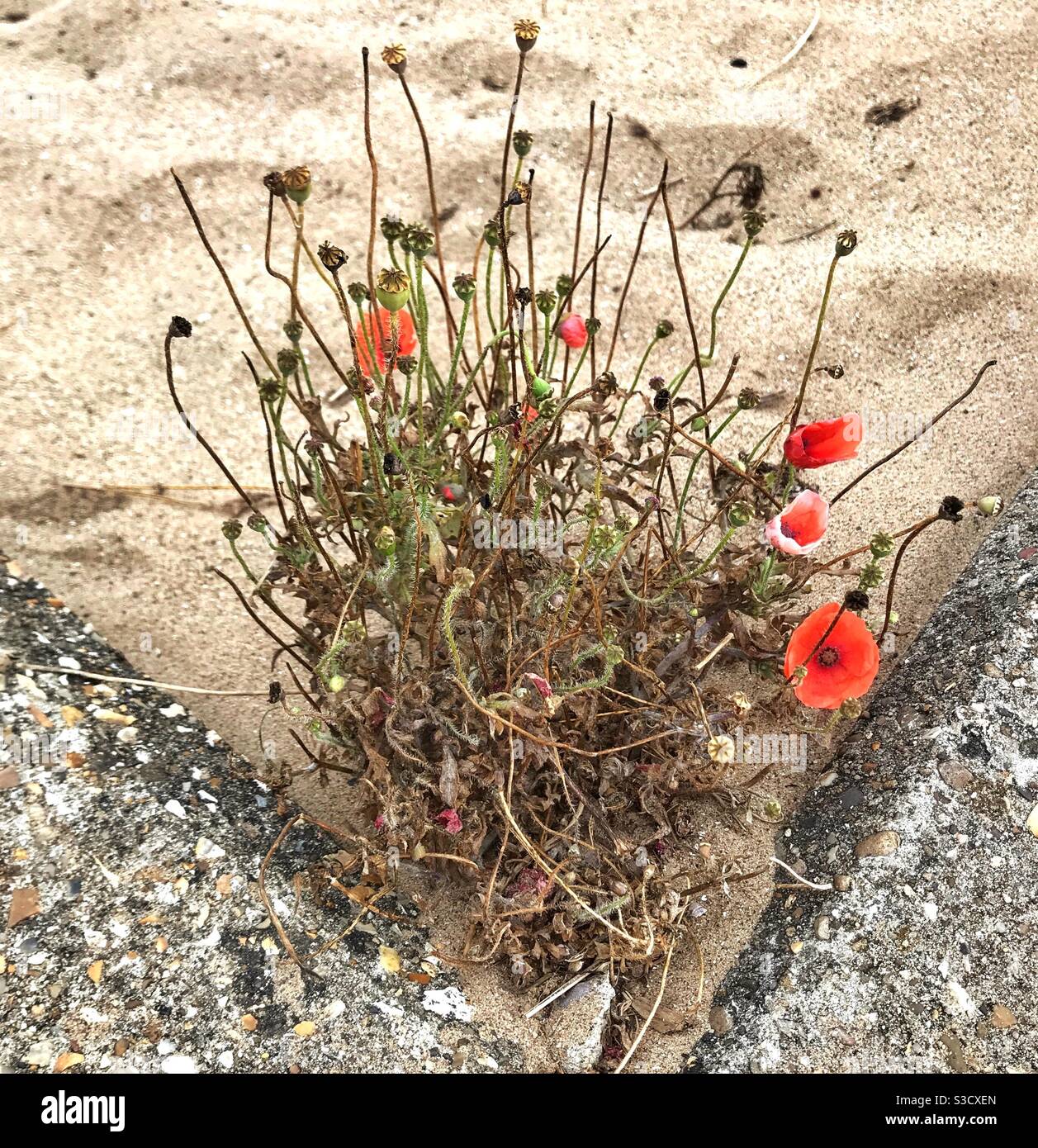 Flowers growing on sandy beach hi-res stock photography and images - Alamy