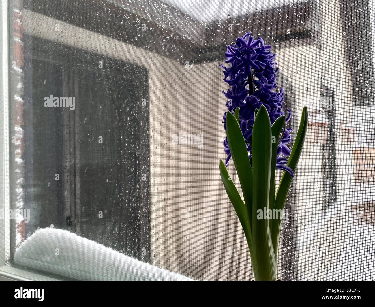 Winter and spring contrast. Hyacinth next to a window with snow piling ...