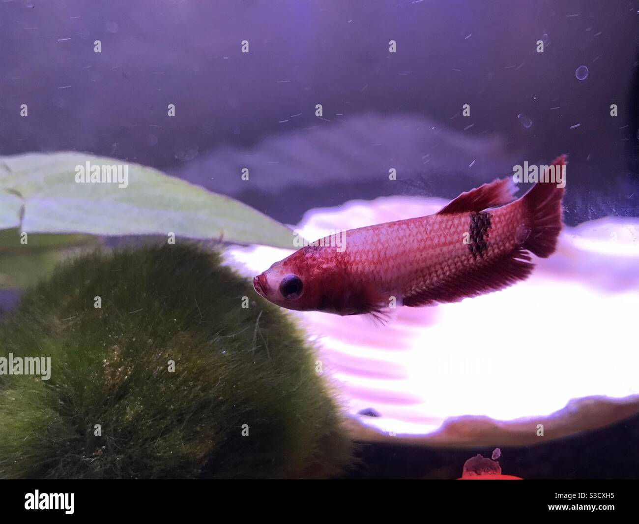 Betta fish hi-res stock photography and images - Alamy