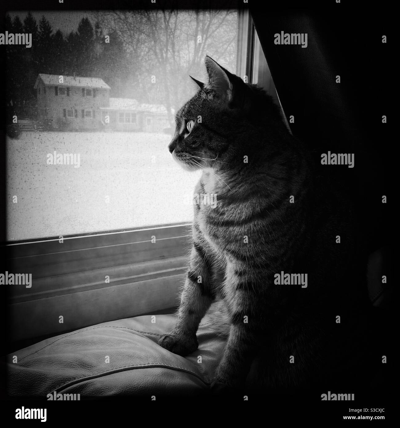 Cat watching snow hi-res stock photography and images - Alamy