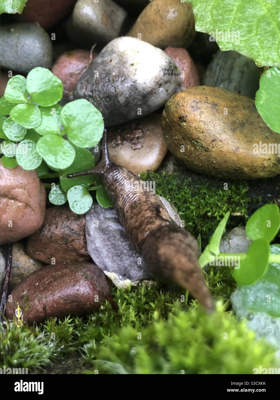 Slug barrier garden hi-res stock photography and images - Alamy