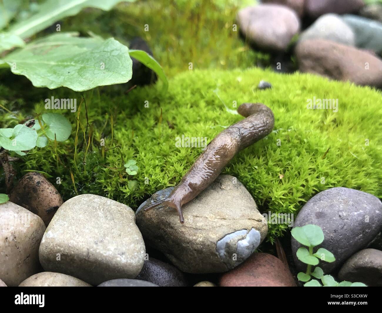 Garden slug waking from their slumber on their big plush moss bed ...