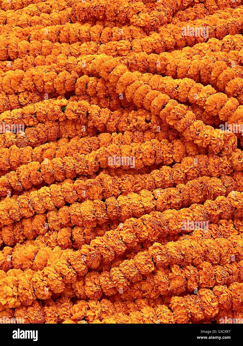 Marigolds used hi-res stock photography and images - Alamy