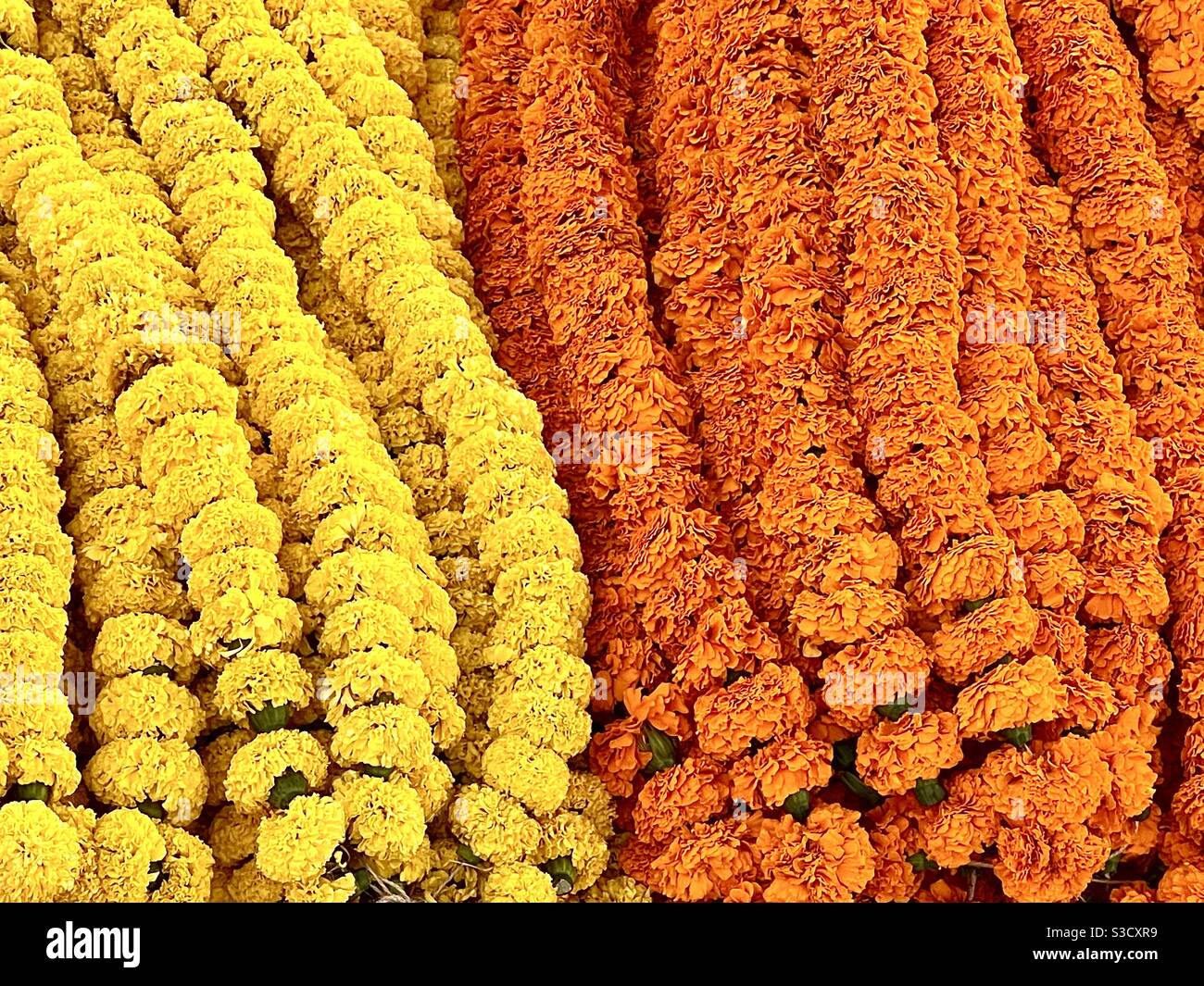 Marigolds India High Resolution Stock Photography and Images - Alamy
