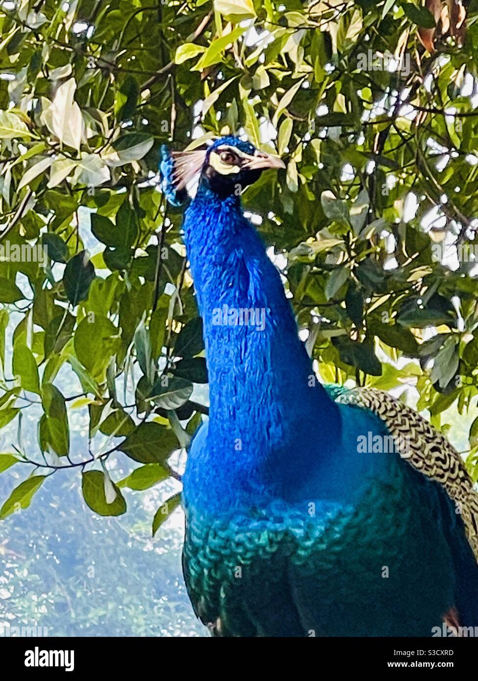 Peacock leaves hi-res stock photography and images - Alamy