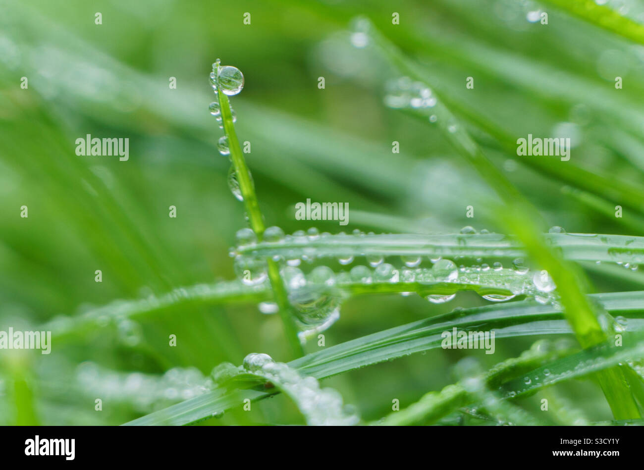 Due grass hi-res stock photography and images - Alamy