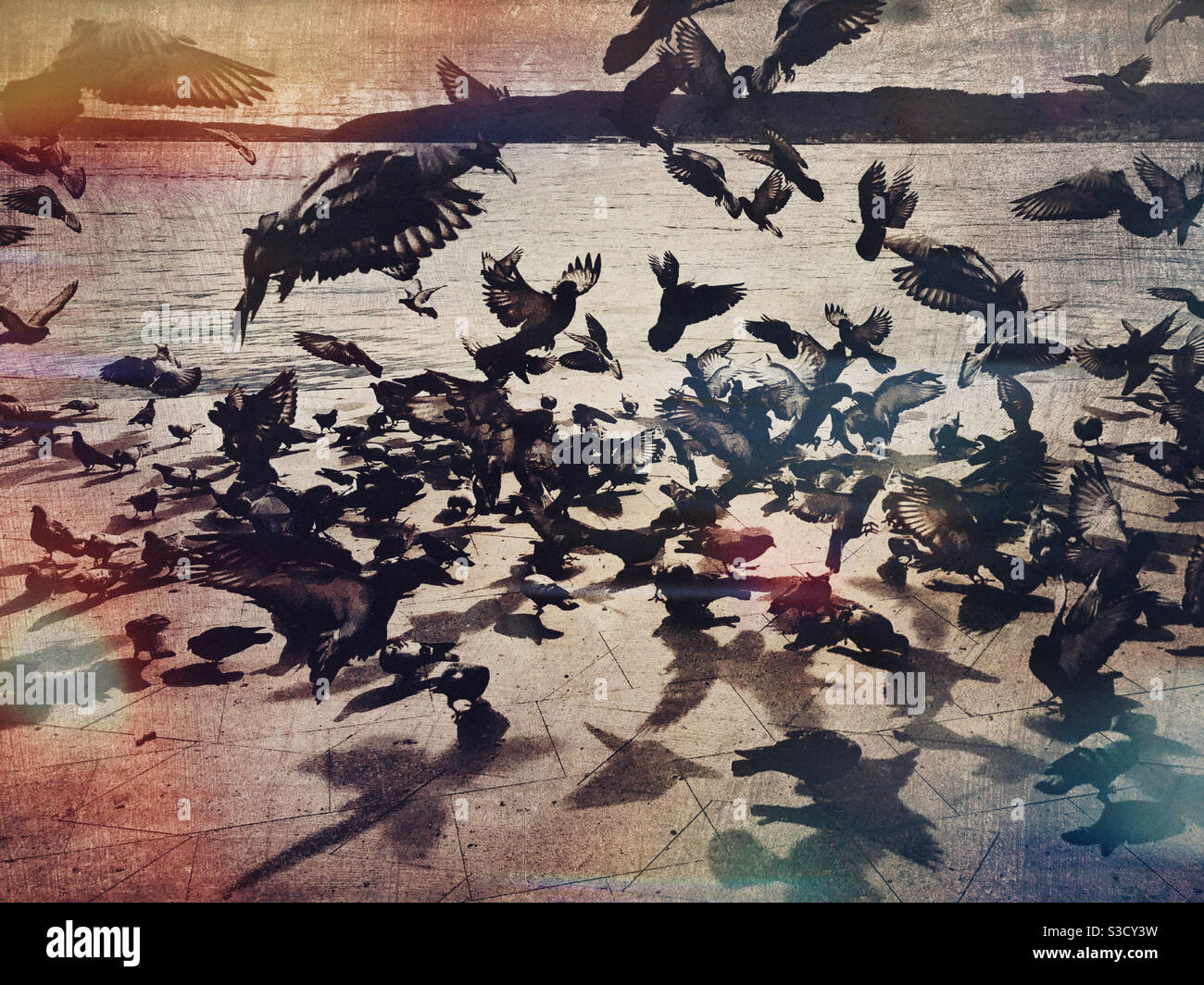 Group of animals pigeon hi-res stock photography and images - Alamy