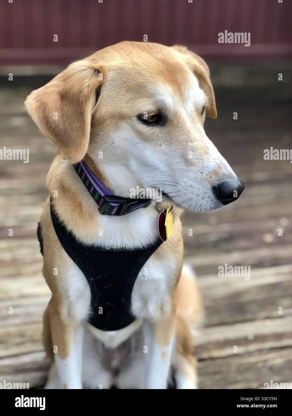 Dog facing camera hi-res stock photography and images - Alamy