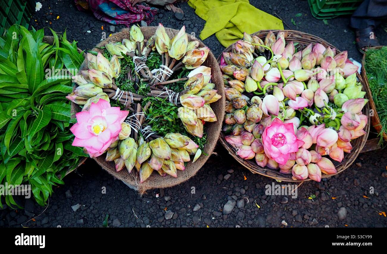 Basket lotus hi-res stock photography and images - Alamy