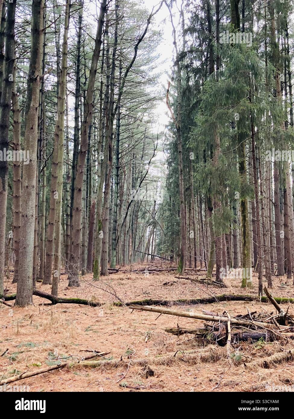 Line of tall trees in a row at Rancocas Nature Center Stock Photo - Alamy