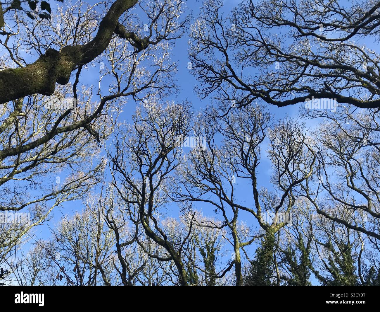 Trees from below hi-res stock photography and images - Alamy