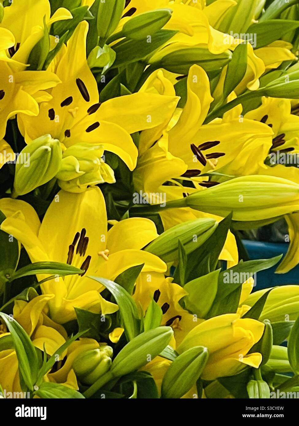 Lilies bulbs hi-res stock photography and images - Alamy