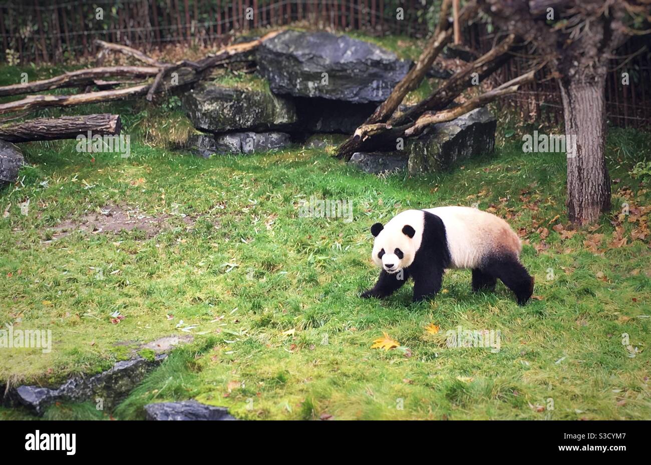 Panda bear at a zoo Stock Photo - Alamy