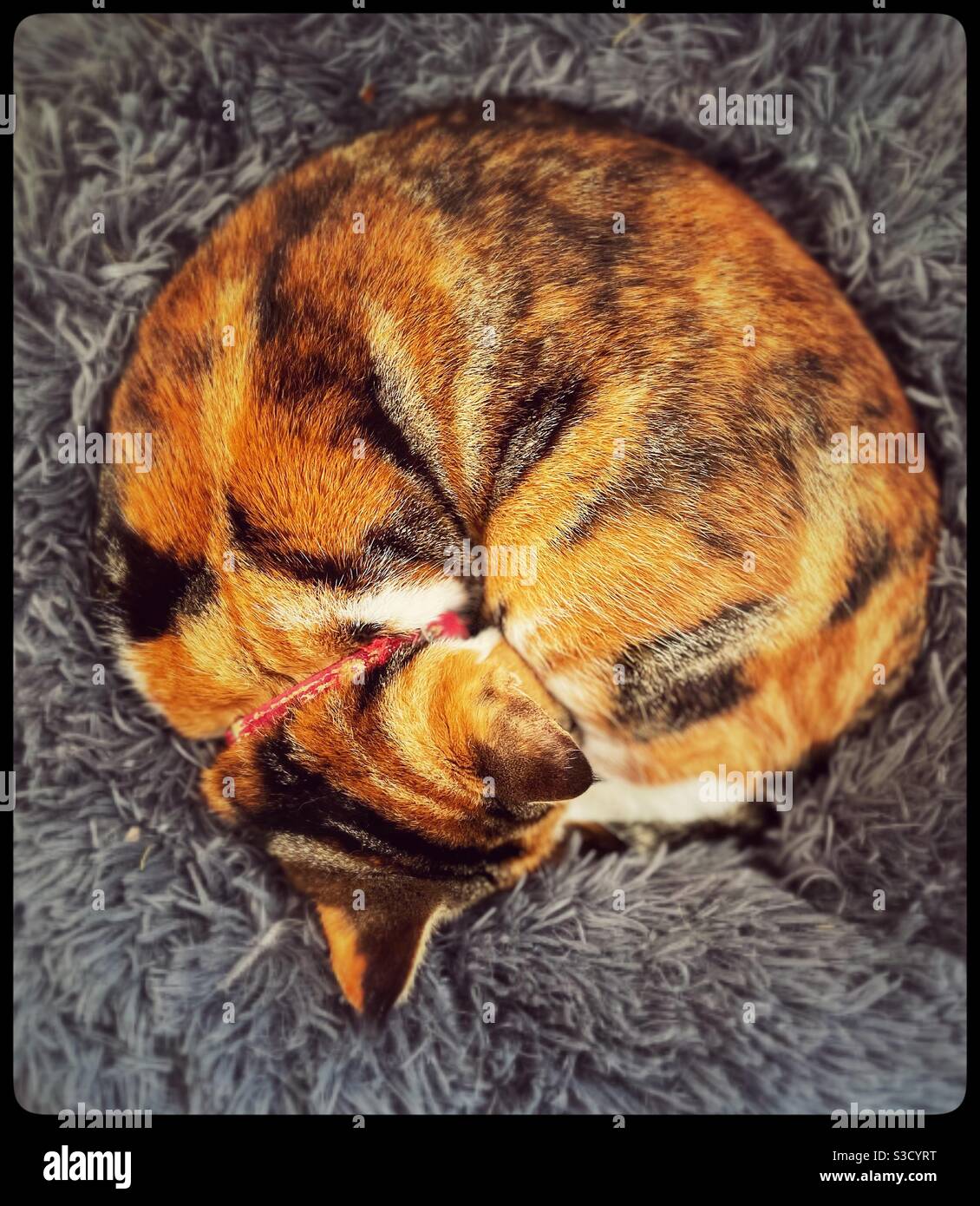 Cat Sleeping Curled Up On Bed High Resolution Stock Photography and ...