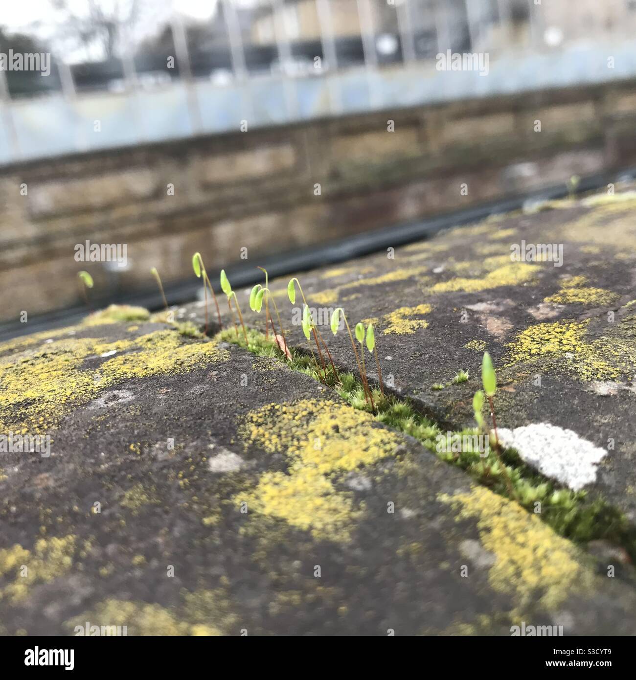 Moss life hi-res stock photography and images - Alamy