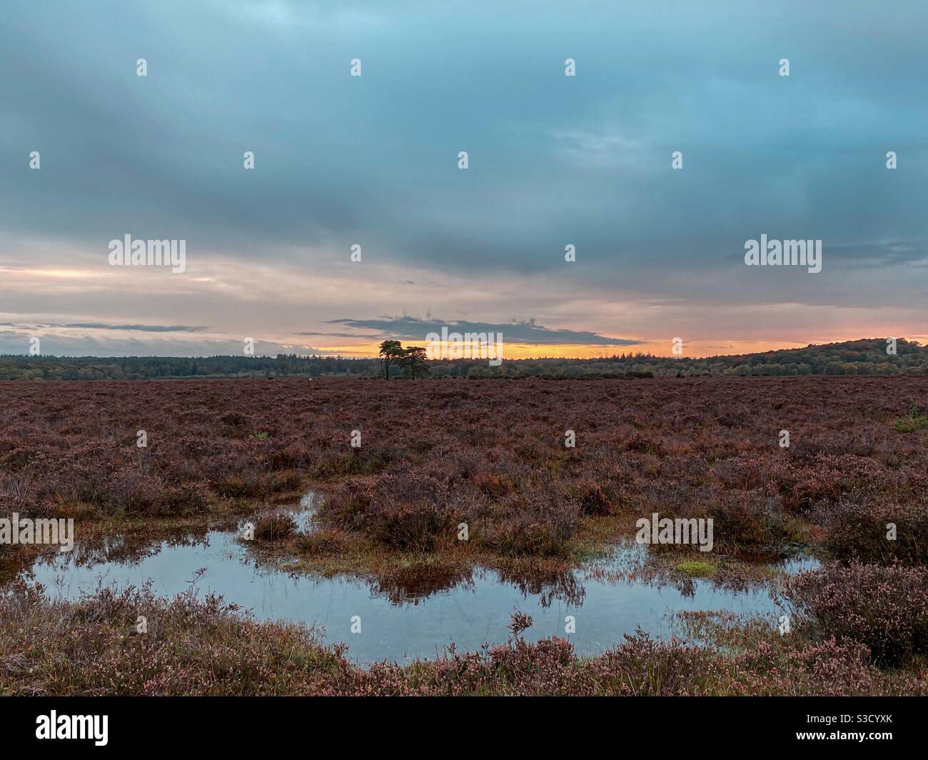 New forest landscape hi-res stock photography and images - Alamy