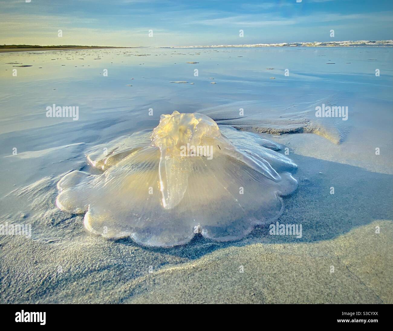 Jellyfish washed ashore in the ocean tide. Long Beach, Washington State ...