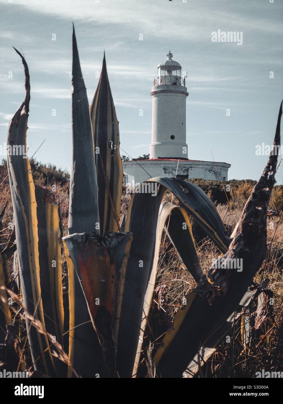 Lighthouse with trees hi-res stock photography and images - Alamy